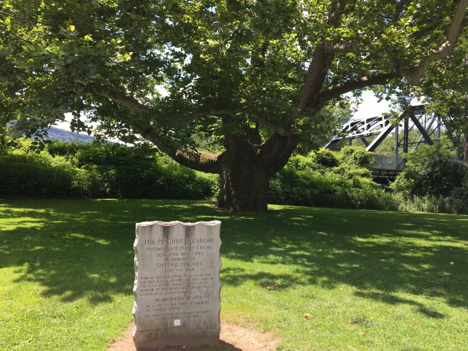Guidelines for historic tree preservation | National Council on Public ...